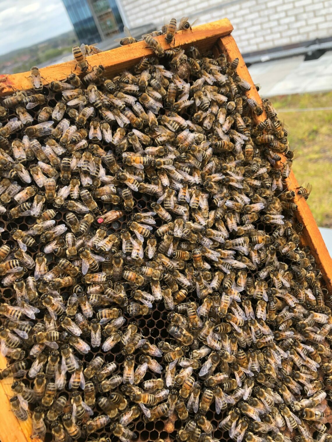 Beehives installed on Ebb in Reading town centre, in time for World Bee ...